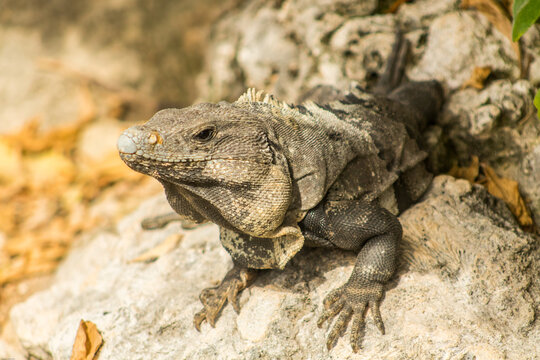Guana 画像 - 参照 982 Stock 写真、ベクターおよびビデオ | Adobe Stock