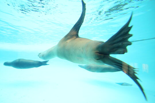 Haifischflosse Bilder – Durchsuchen 4,048 Archivfotos, Vektorgrafiken ...