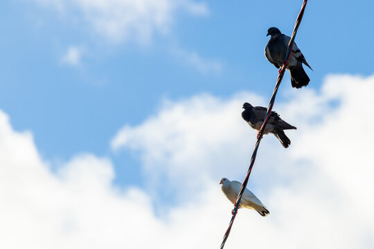 Pombos Images – Browse 147 Stock Photos, Vectors, and Video | Adobe Stock