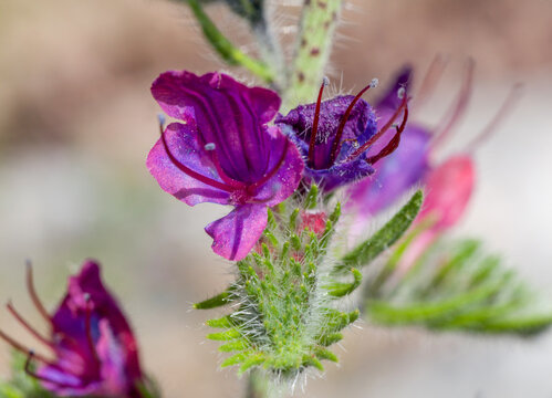 รูปภาพFolioles – เลือกดูภาพถ่ายสต็อก เวกเตอร์ และวิดีโอ1,234 | Adobe Stock