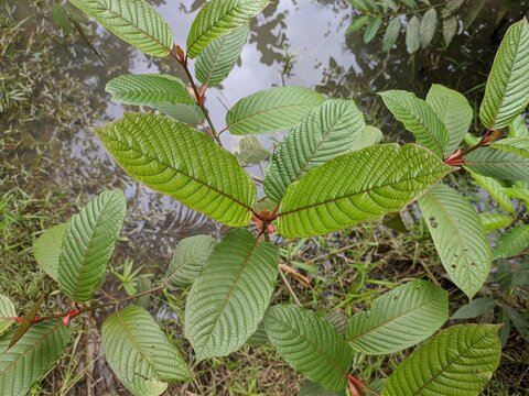 รูปภาพKetum – เลือกดูภาพถ่ายสต็อก เวกเตอร์ และวิดีโอ259 | Adobe Stock
