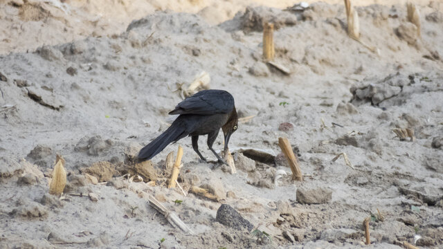 Chanate Images – Browse 27 Stock Photos, Vectors, and Video | Adobe Stock