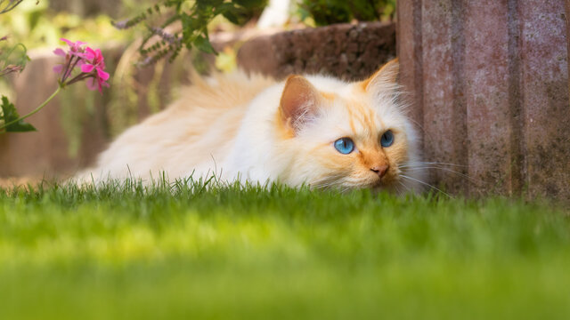 Birmanes Bilder – Durchsuchen 6,862 Archivfotos, Vektorgrafiken und ...