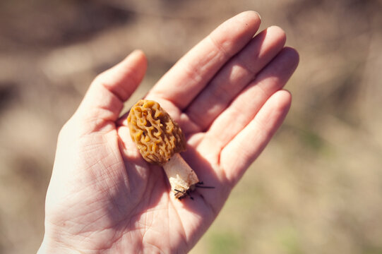 Thimble-Cap Images – Browse 135 Stock Photos, Vectors, and Video ...