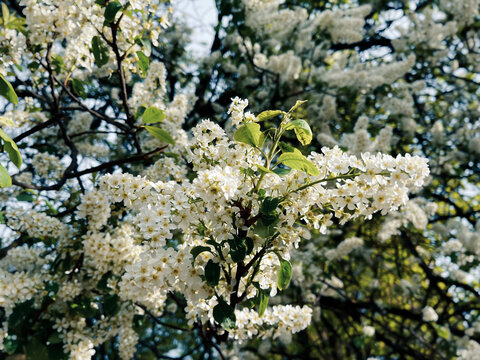 「1753」の画像 - 442 件の Stock 写真、ベクターおよびビデオ | Adobe Stock