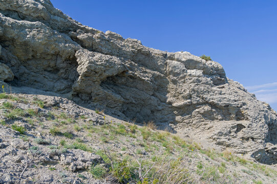 LAS 931 MEJORES IMÁGENES, FOTOS DE ARCHIVO Y VECTORES DE Excrecencia ...