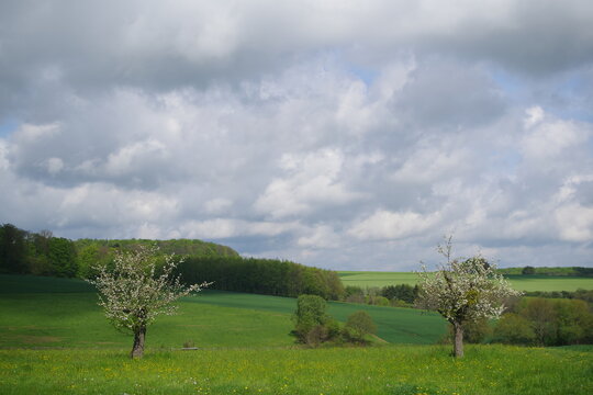 Sommereiche Bilder – Durchsuchen 17,387 Archivfotos, Vektorgrafiken und ...