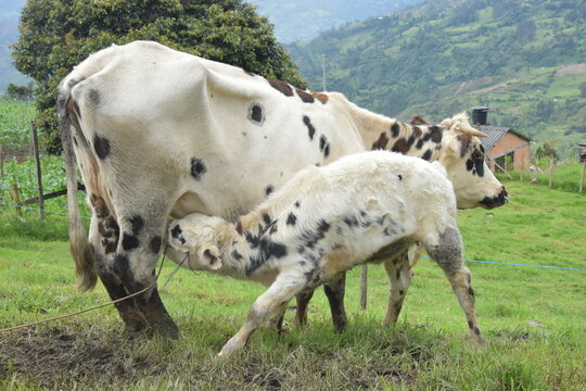 Manando Images – Browse 10 Stock Photos, Vectors, and Video | Adobe Stock