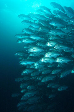 Cardumen Images – Browse 118 Stock Photos, Vectors, and Video | Adobe Stock