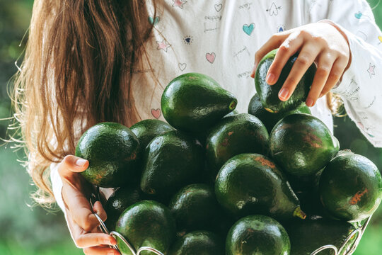 Paltas bilder – Bläddra bland 72 stockfoton, vektorer och videor ...