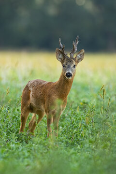 รูปภาพRoebuck – เลือกดูภาพถ่ายสต็อก เวกเตอร์ และวิดีโอ84,065 | Adobe Stock