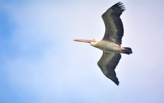 "Spot-Billed Pelican" Images – Browse 1,718 Stock Photos, Vectors, and ...