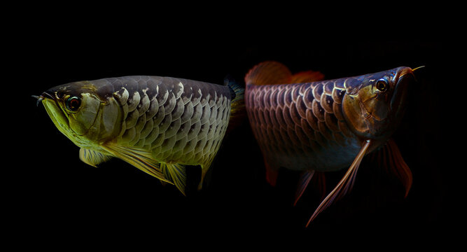 รูปภาพArowana – เลือกดูภาพถ่ายสต็อก เวกเตอร์ และวิดีโอ2,792 | Adobe Stock