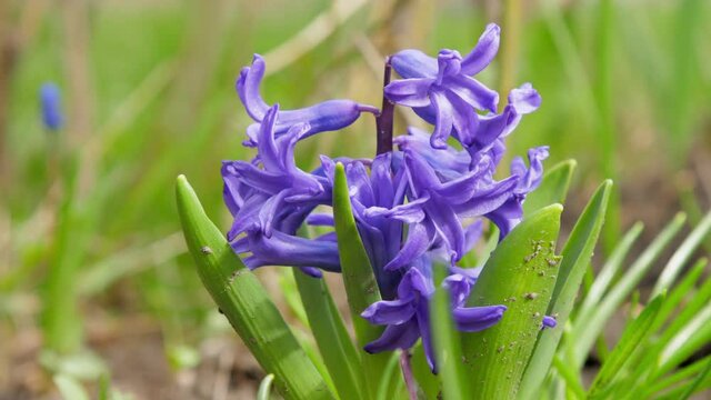 Hyacinth Video Footage – Browse 4,963 HD Stock Video and Footage ...