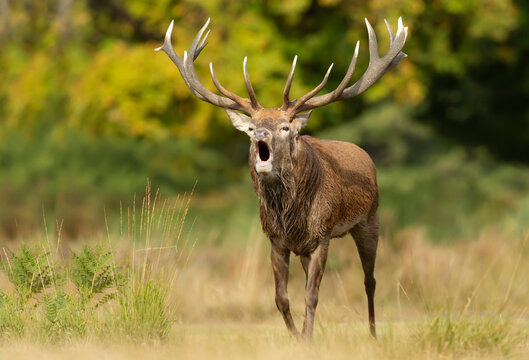 รูปภาพBellowing – เลือกดูภาพถ่ายสต็อก เวกเตอร์ และวิดีโอ168,235 | Adobe ...