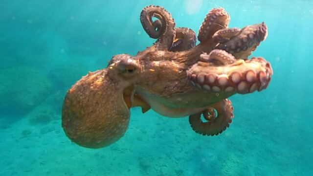 Octopus Swimming Images – Browse 26,590 Stock Photos, Vectors, and ...