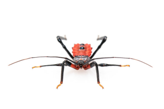 รูปภาพHarpactorinae – เลือกดูภาพถ่ายสต็อก เวกเตอร์ และวิดีโอ81 | Adobe ...