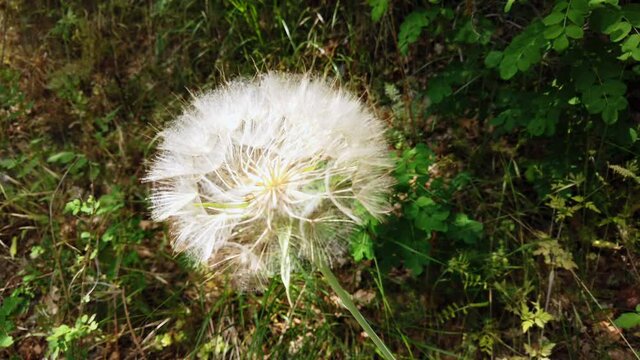 Dandalion Images – Browse 173 Stock Photos, Vectors, and Video | Adobe ...