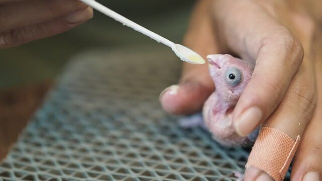 Forpus Bilder – Durchsuchen 1,358 Archivfotos, Vektorgrafiken und ...