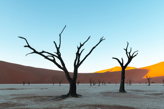 Kameeldoring bilder – Bläddra bland 1,669 stockfoton, vektorer och ...