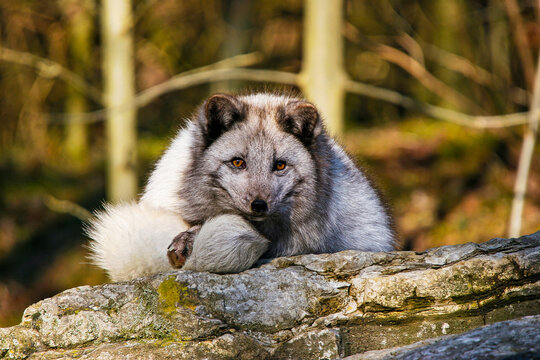 Eisfuchs Bilder – Durchsuchen 20,973 Archivfotos, Vektorgrafiken und ...