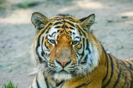 "Eigentliche Grosskatzen" Images – Browse 1,058 Stock Photos, Vectors ...