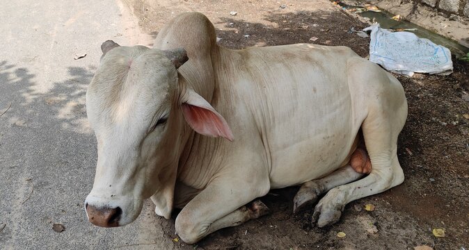 Singil Images – Browse 18 Stock Photos, Vectors, and Video | Adobe Stock