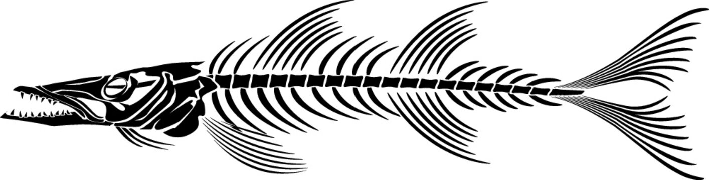 Salmon Skeleton