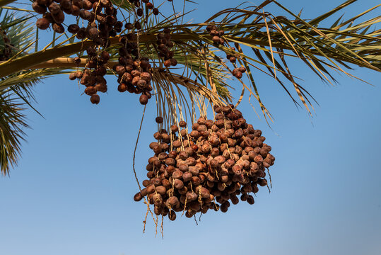 รูปภาพDattel – เลือกดูภาพถ่ายสต็อก เวกเตอร์ และวิดีโอ2,240 | Adobe Stock