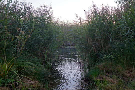 Schimmen-Bilder: Stock-Fotos & -Videos. | Adobe Stock