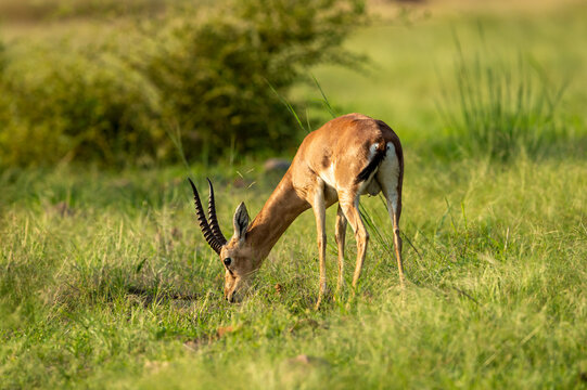 Chinkara Deer