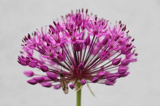 Gelse Bilder – Durchsuchen 548 Archivfotos, Vektorgrafiken und Videos ...