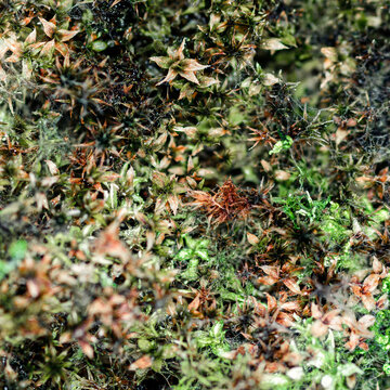 "Brown Moss" Images – Browse 105 Stock Photos, Vectors, and Video ...