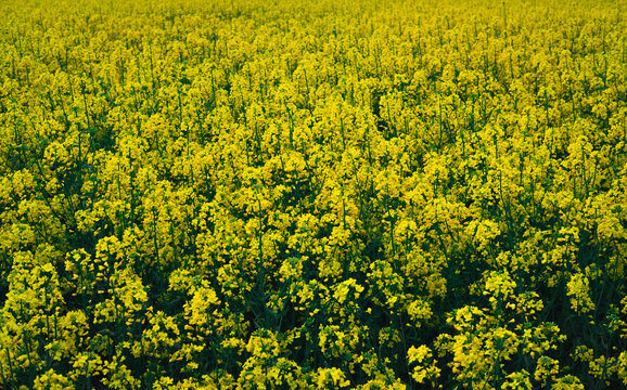 Rapssaat Bilder – Durchsuchen 51,117 Archivfotos, Vektorgrafiken und ...