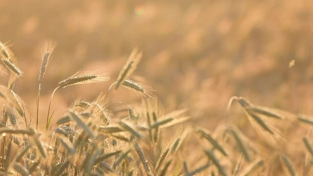 Grainfield Images – Browse 15,153 Stock Photos, Vectors, and Video ...