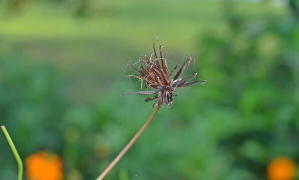 รูปภาพShrivel – เลือกดูภาพถ่ายสต็อก เวกเตอร์ และวิดีโอ53,371 | Adobe Stock