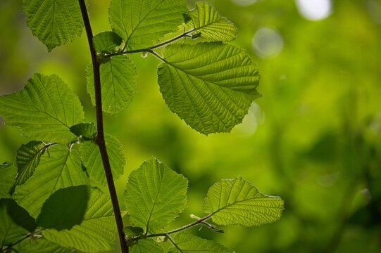 Haselnussblatt Bilder – Durchsuchen 1,348 Archivfotos, Vektorgrafiken ...