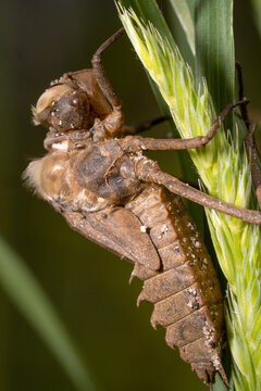 รูปภาพHemimetaboly – เลือกดูภาพถ่ายสต็อก เวกเตอร์ และวิดีโอ223 | Adobe ...