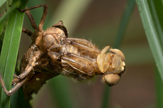 รูปภาพHemimetaboly – เลือกดูภาพถ่ายสต็อก เวกเตอร์ และวิดีโอ114 | Adobe ...