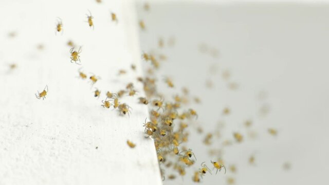 "Writing Spider" Images – Parcourir 301 le catalogue de photos ...