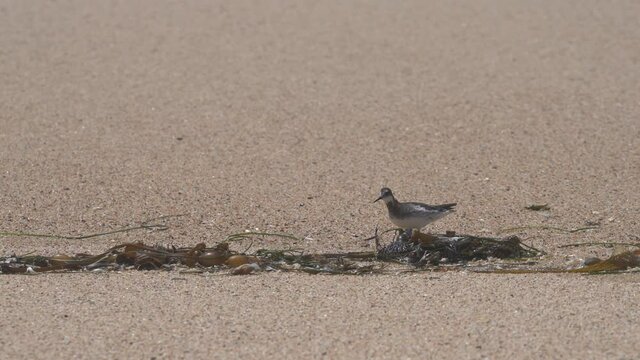Caligidae-Bilder: Stock-Fotos & -Videos. | Adobe Stock