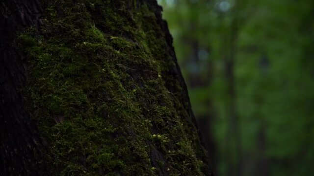 Tunk Images – Browse 183 Stock Photos, Vectors, and Video | Adobe Stock