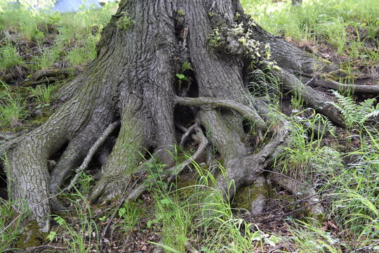 Baumwurzel bilder – Bläddra bland 2,393 stockfoton, vektorer och videor ...