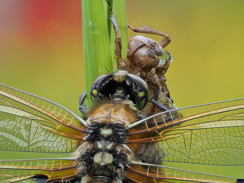 รูปภาพExuvie – เลือกดูภาพถ่ายสต็อก เวกเตอร์ และวิดีโอ476 | Adobe Stock