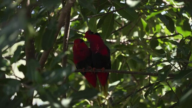 Lorius Images – Browse 509 Stock Photos, Vectors, and Video | Adobe Stock