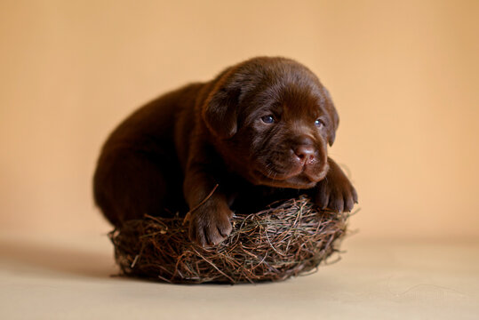Pappy Images – Parcourir 1,085 le catalogue de photos, vecteurs et ...