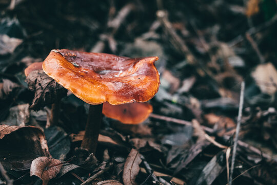 รูปภาพGiftpilz – เลือกดูภาพถ่ายสต็อก เวกเตอร์ และวิดีโอ14,265 | Adobe Stock