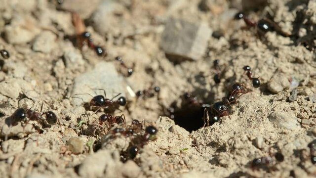 Ant-Heap Bilder – Durchsuchen 451 Archivfotos, Vektorgrafiken und ...