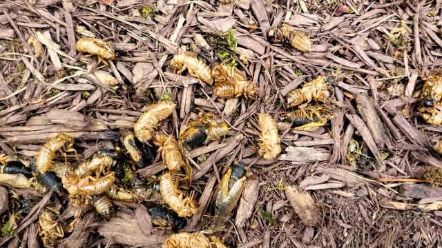 Exuviae Images – Browse 1,659 Stock Photos, Vectors, and Video | Adobe ...