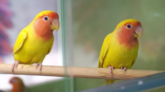 「Inseparable」の写真素材 | 3,380件の無料イラスト画像 | Adobe Stock